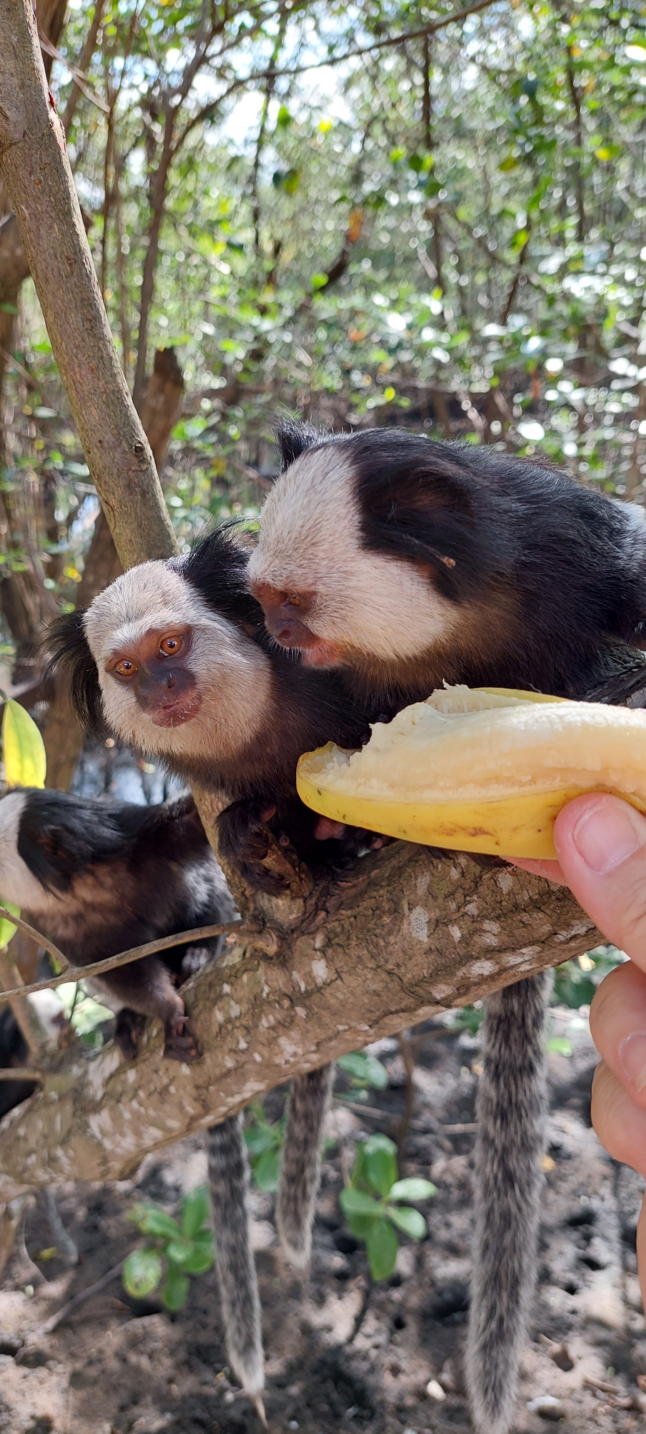 Mapa Cultural do Espírito Santo - MONUMENTO PANELEIRAS, 2022 - Mapa ...